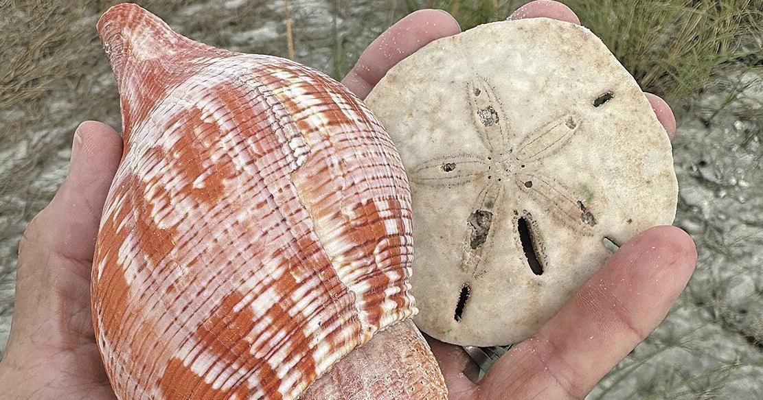 True Tulips: Shell Royalty | Environment | coastalbreezenews.com