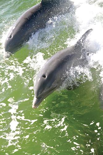New Dolphin Explorer Boat Equals More Happy Customers for 2020 | News ...
