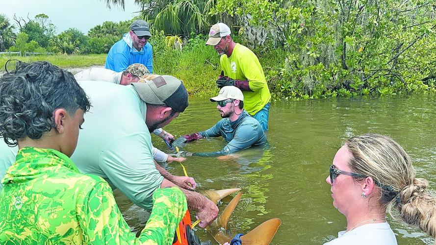 Endangered Sawfish Rescued from Tidal Pond | Environment ...