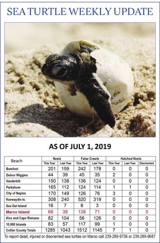 SEA TURTLE WEEKLY UPDATE | News | coastalbreezenews.com