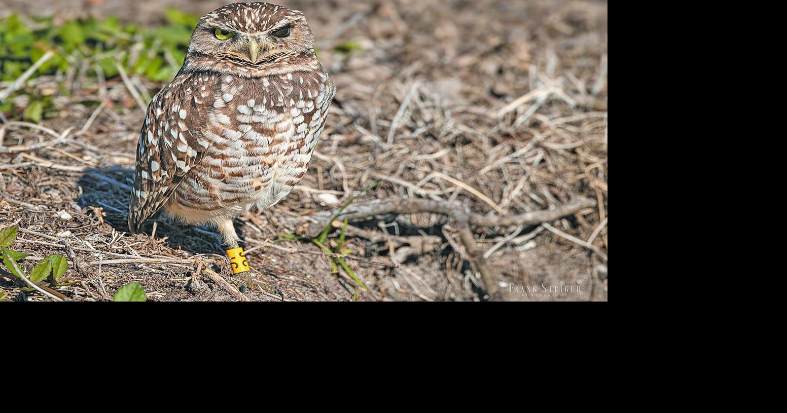 Training to be an Owl Monitor | Lifestyles | coastalbreezenews.com