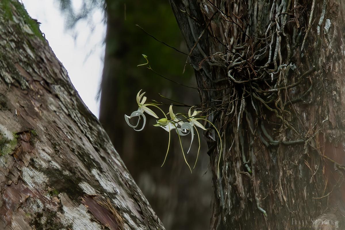 where do ghost orchids grow