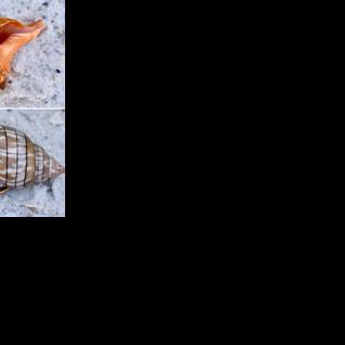 Marco Shell Club Artists | Clubs & Organizations | coastalbreezenews.com