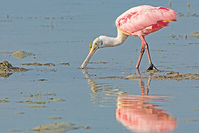 Birdorable Encounters on Sand Dollar Island | News | coastalbreezenews.com