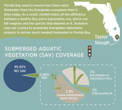 Everglades Science Center Sheds Light on Water, Fish, and Spoonbill ...