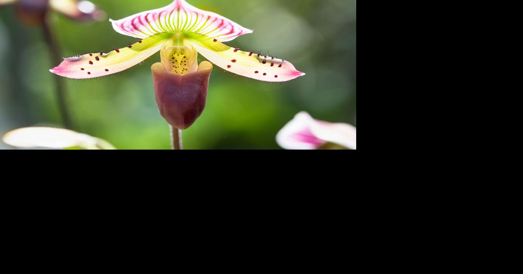 Get Tips on Growing Orchids | Clubs & Organizations | coastalbreezenews.com