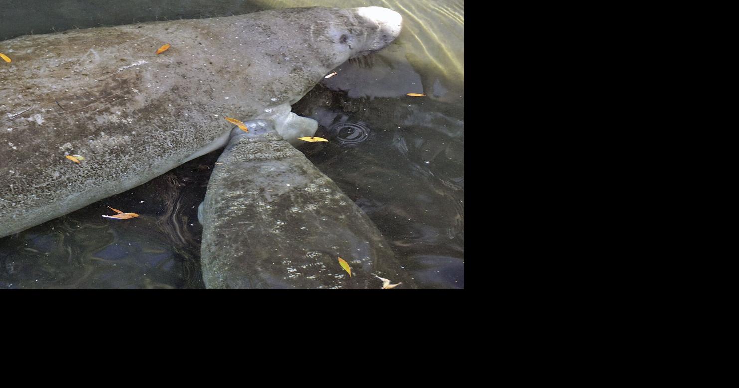 Jimmy Buffett's Legacy: Manatee Conservation | Environment ...