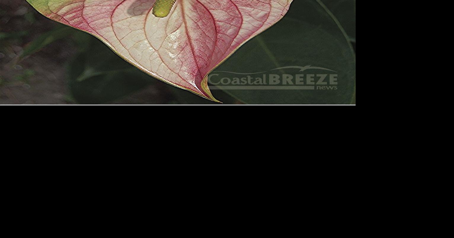 Anthuriums - Elegant Vibrant Heart-Shape Plants for the Holidays | News ...