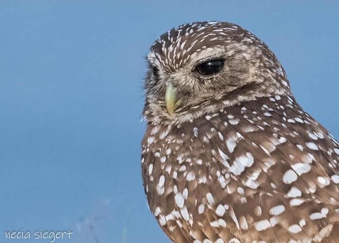 The Captivating Eye Colors of Burrowing Owls | Environment ...