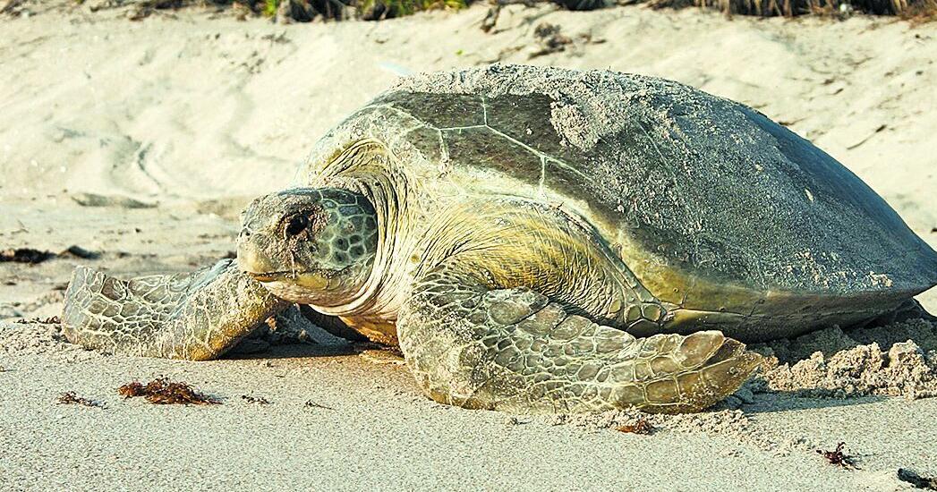 Green Sea Turtle False Crawl on Marco Beach | Environment ...