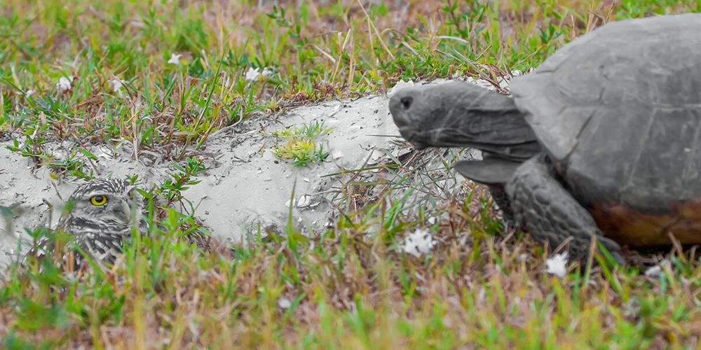 Owl Empty Nesters & Our Resident Gophers | News | coastalbreezenews.com