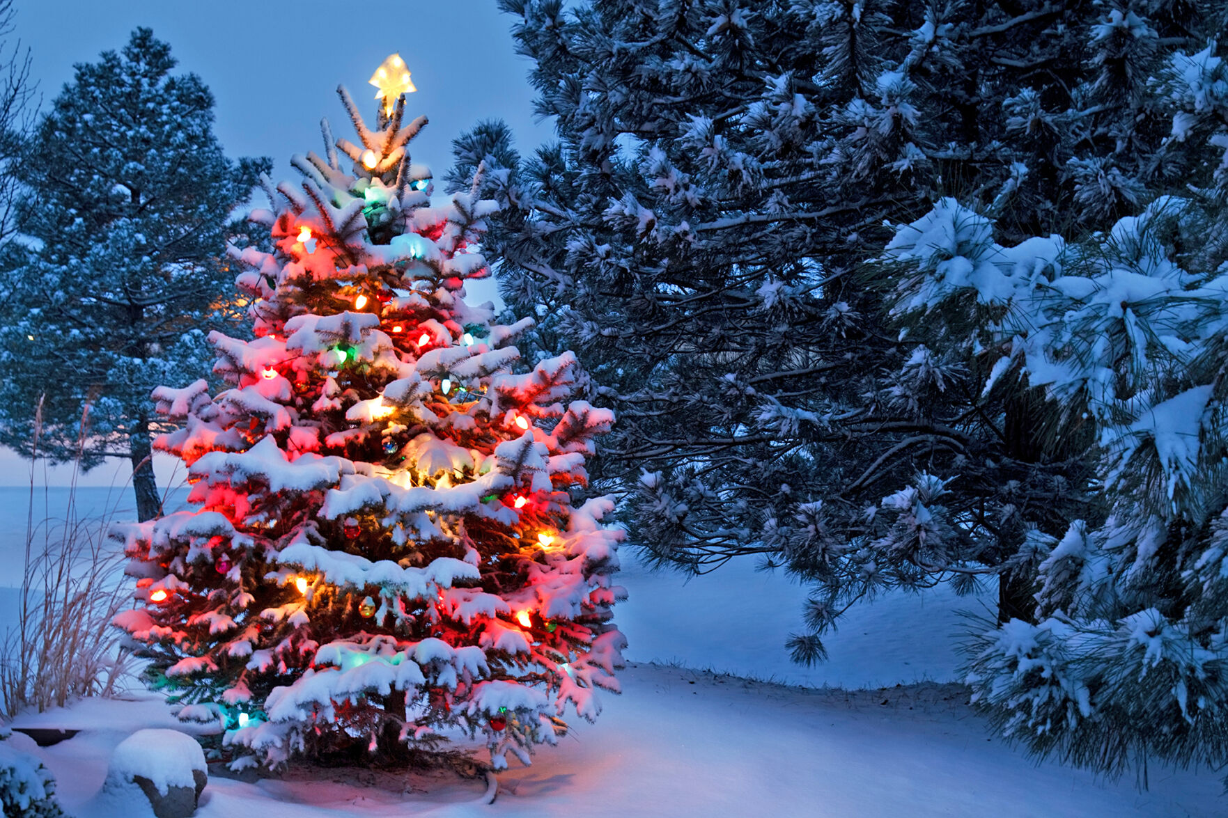 Brightly Lit Snow Covered Holiday Christmas Tree Winter Storm ...