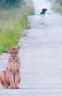 Why We Need to Save the Florida Panther | News | coastalbreezenews.com