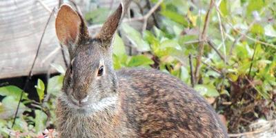 florida rabbit