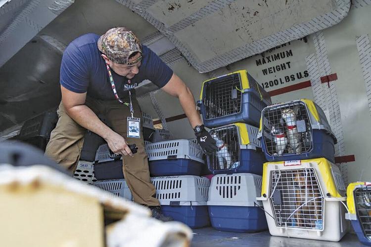 Naples Shelter Animals Transported to Safety | Lifestyles ...