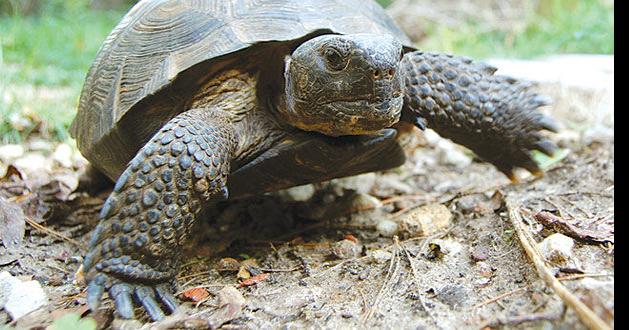 FWC Launches New Gopher Tortoise App | News | coastalbreezenews.com