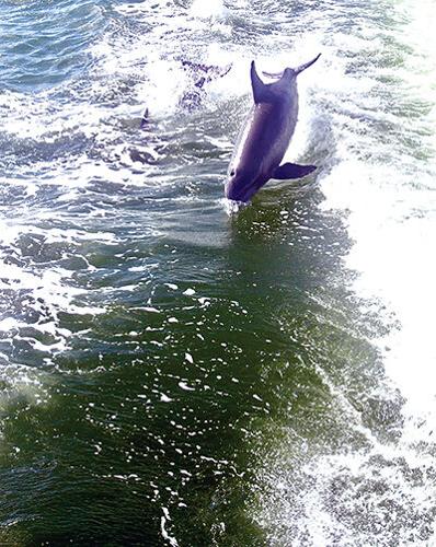 New Dolphin Explorer Boat Equals More Happy Customers for 2020 | News ...