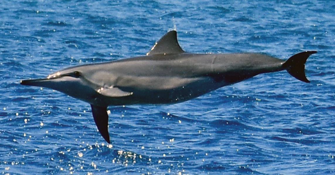 clymene dolphin range