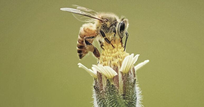 Buzzworthy World Bee Day Coming in May | Environment ...