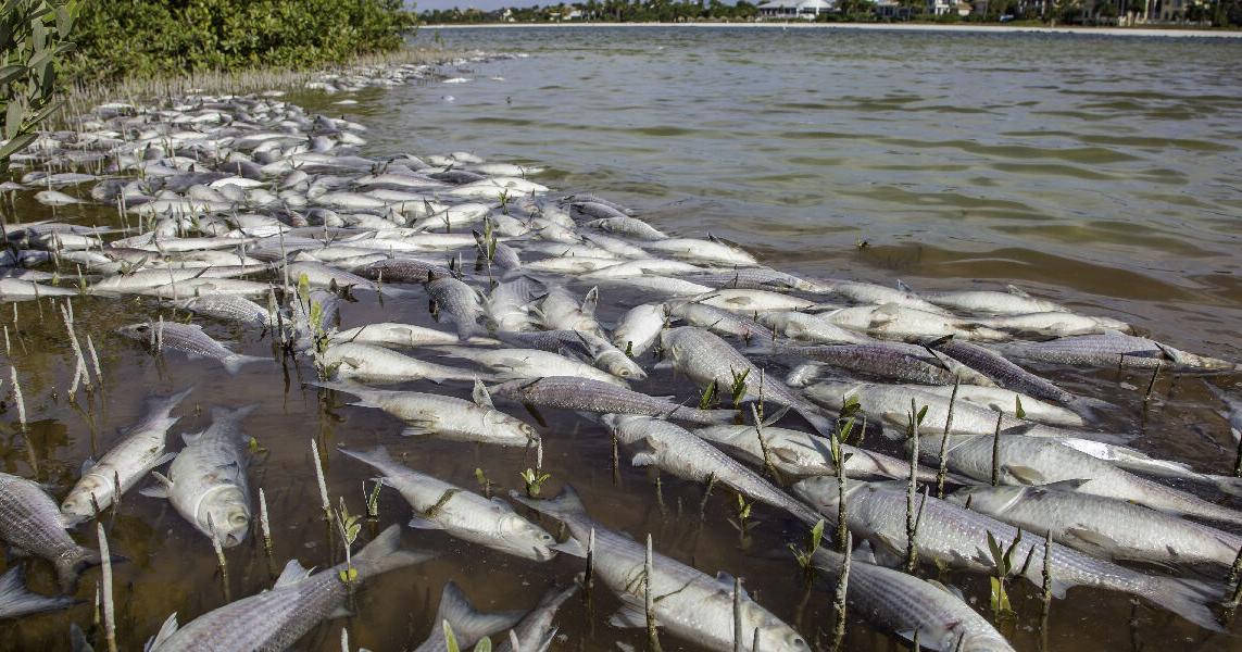 Red Tide + Dead Fish = Stench | News | coastalbreezenews.com