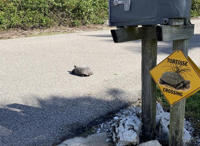 Let’s Celebrate April 10th for Gopher Tortoise Day! | Environment ...