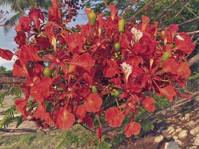 red flowering tree identification
