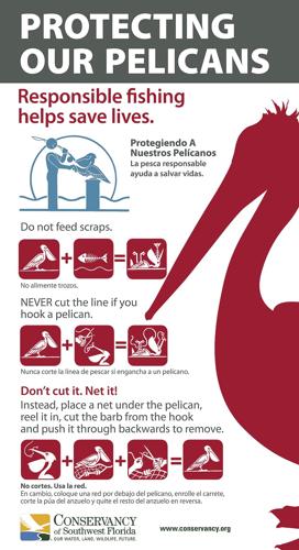 Fishing Lines and Hooks a Danger to Wildlife | Lifestyles ...
