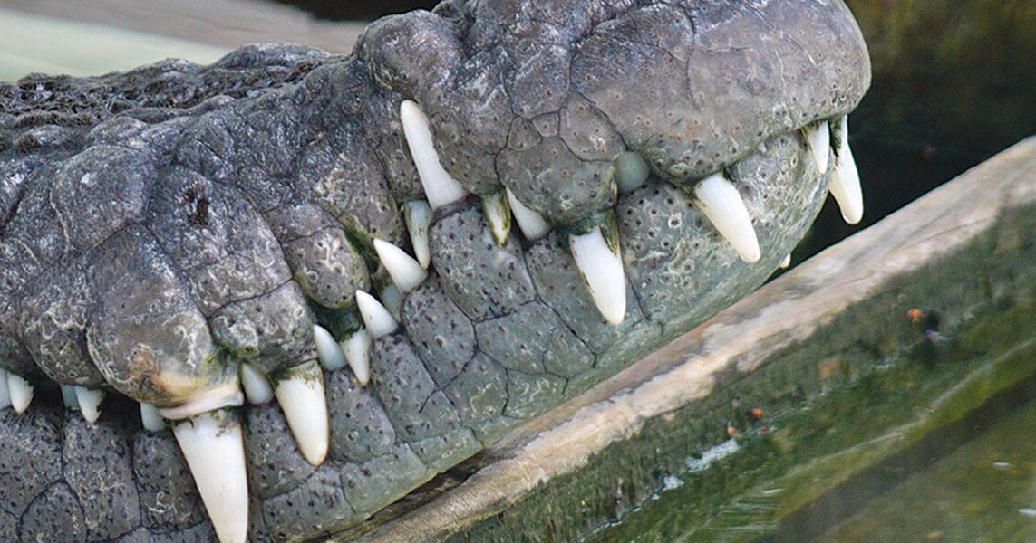 Look Out for Gators & Crocs | Opinion | coastalbreezenews.com