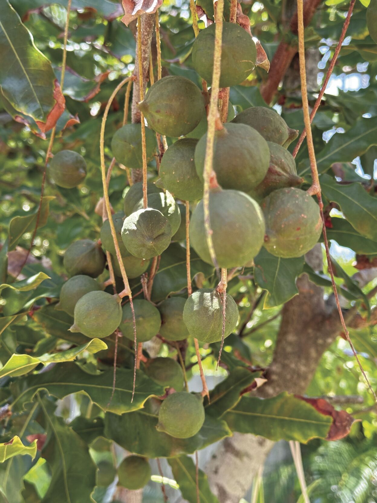 The Nutty Allure of Growing Macadamia Trees on Marco | Environment ...