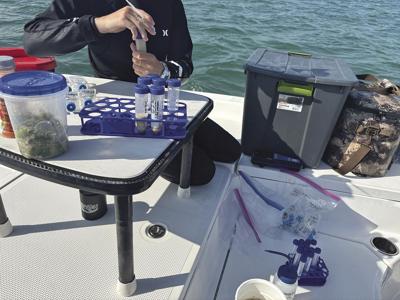 Sawfish Acting Strange in the Florida Keys | Lifestyles ...