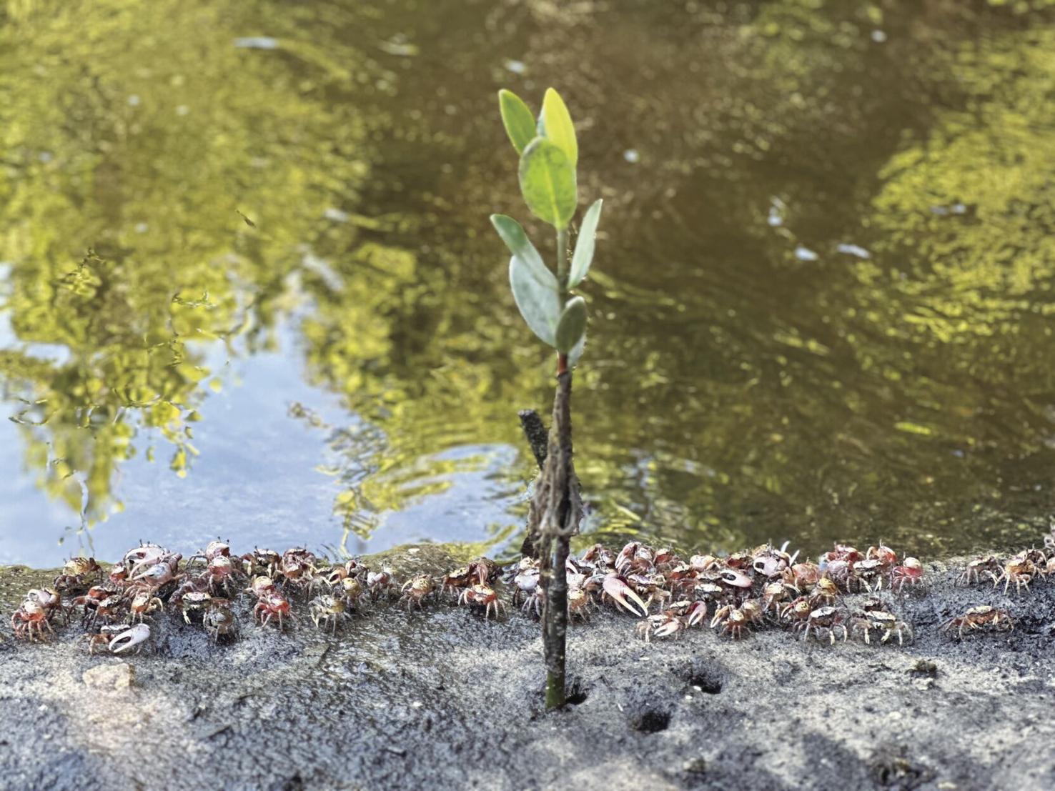 Special Report: Record Mangrove Restoration—One Year Later ...