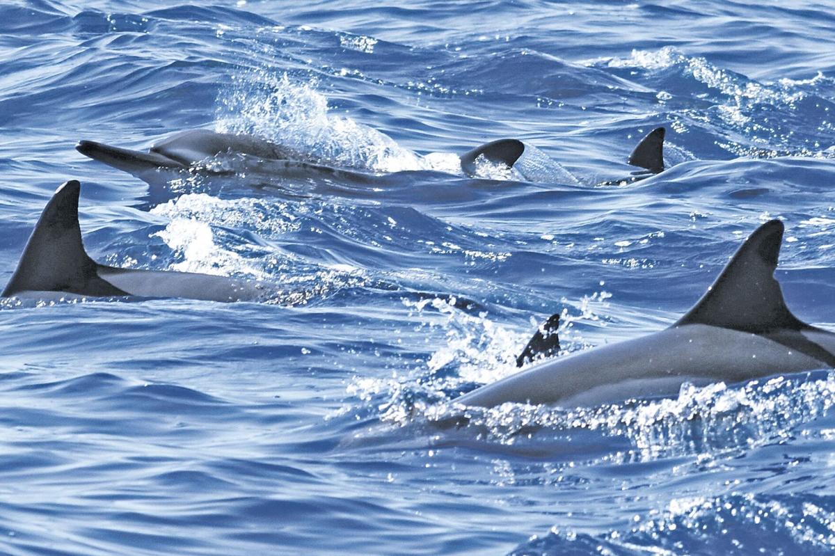 spinner dolphin project