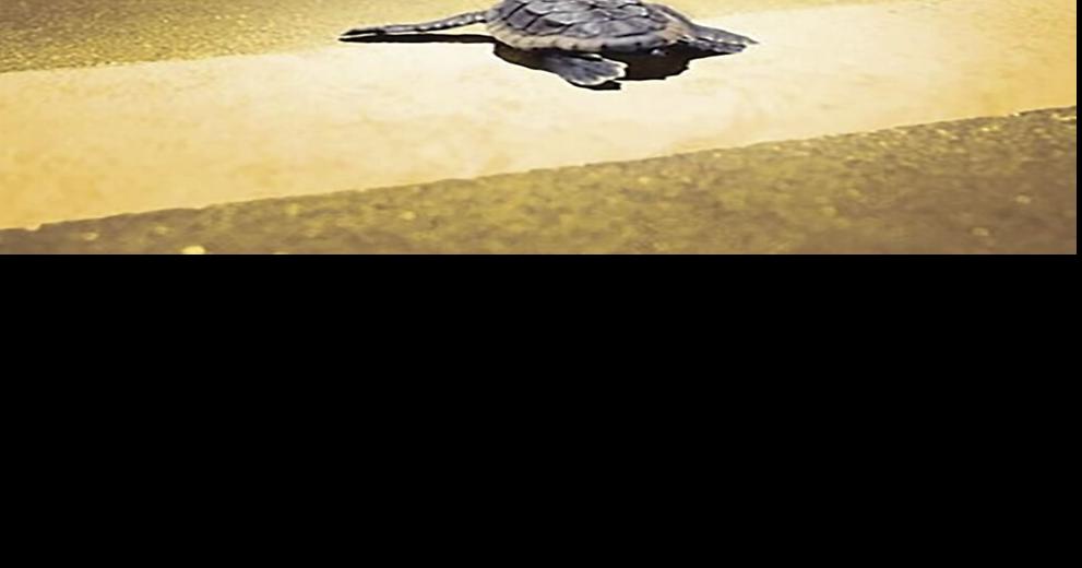 Dramatic Increase in Sea Turtle False Crawls Continues | Environment ...