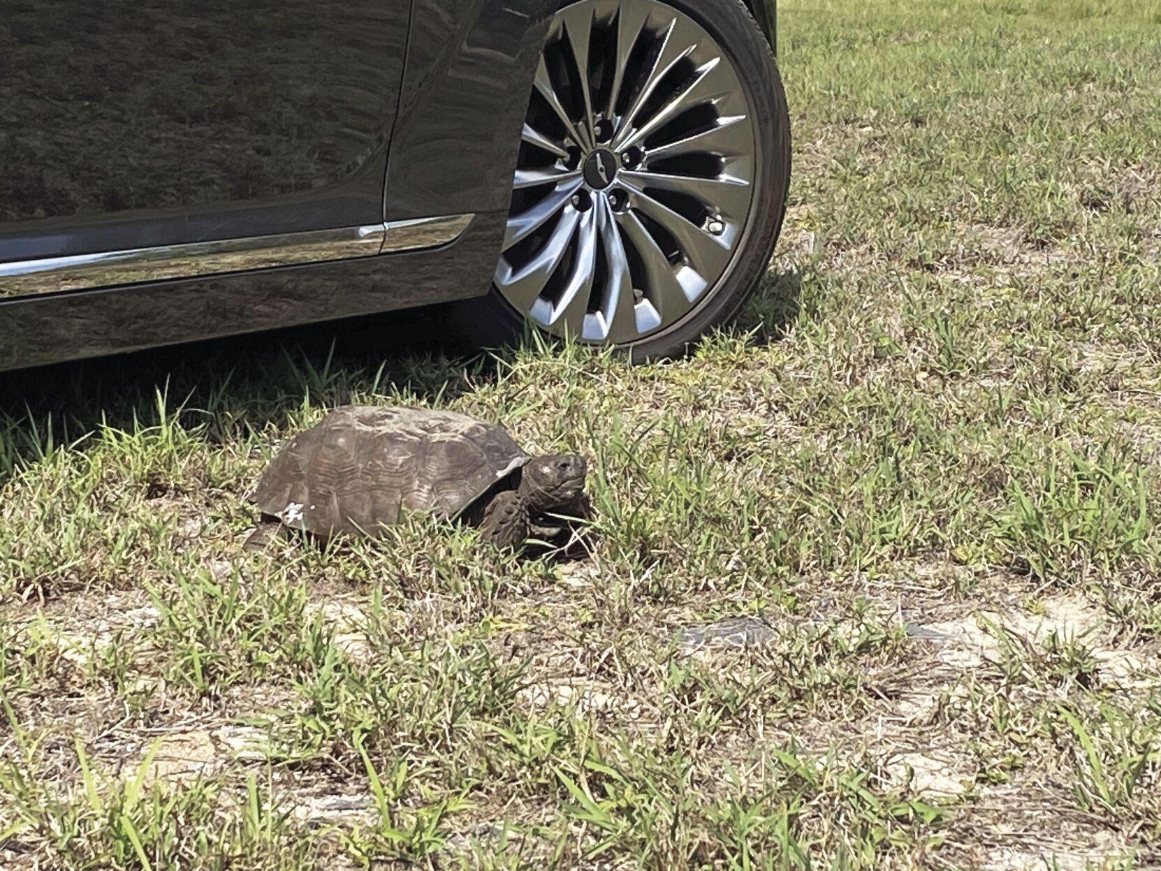 The Long Slow Road of Gopher Tortoise Survival in Florida | Environment ...