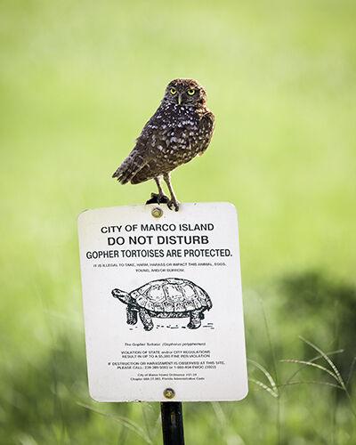 Survey and New Gopher Tortoise Sign to Protect the Species | News ...