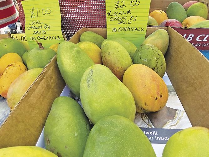 It's a Sweet Start to Mango Season | | coastalbreezenews.com