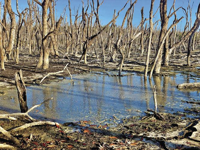 Record $3.3 Million Mangrove Restoration Complete | Environment ...