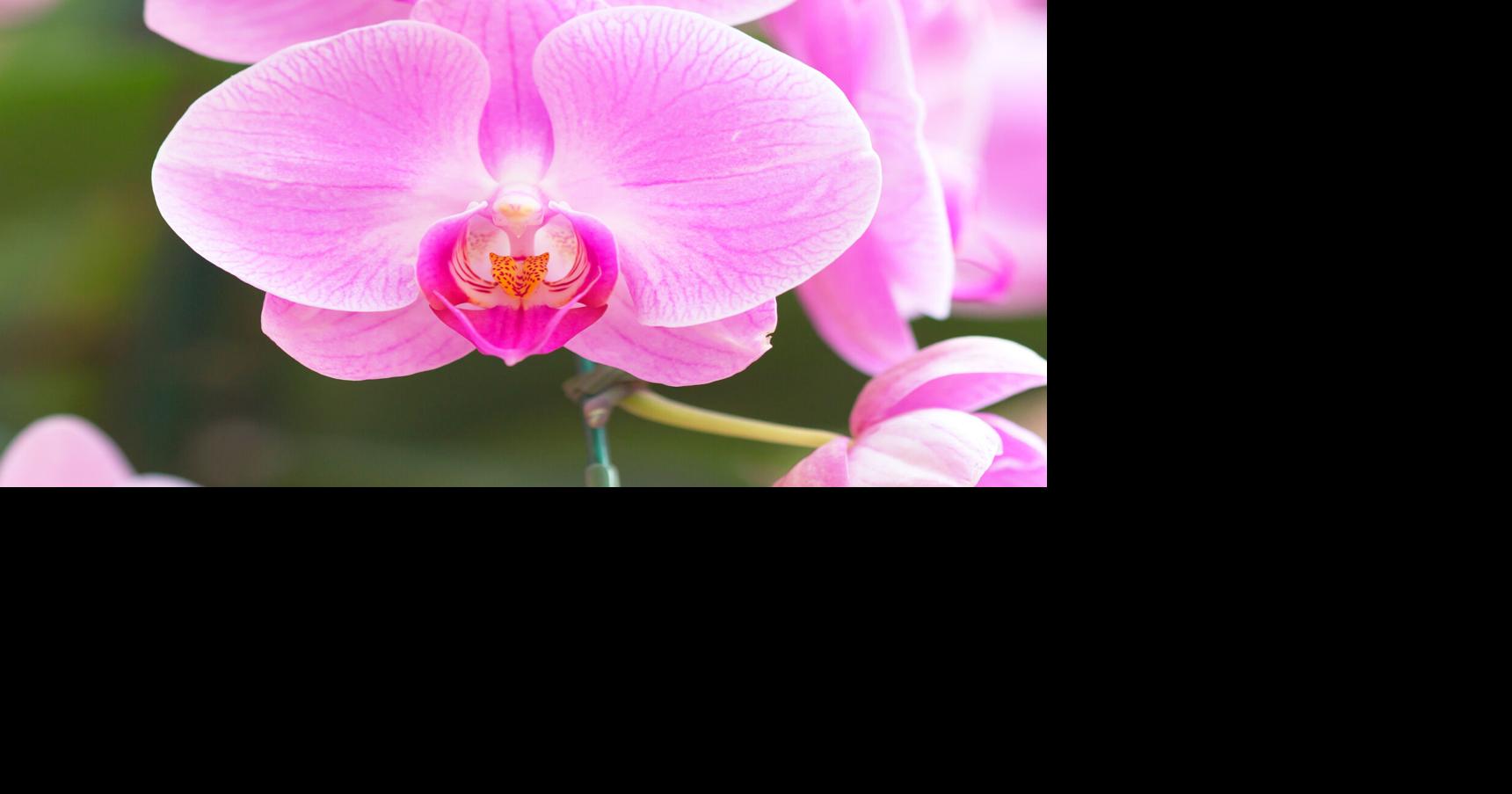 Orchid Club Holding ‘Bingo for Orchids’ on July 17 | Clubs ...