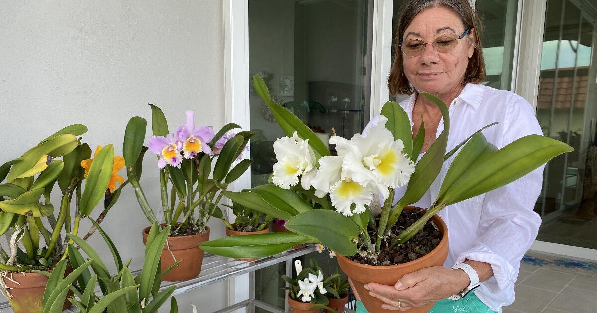 Orchids, Orchids Everywhere at the Naples Botanical Garden | News ...
