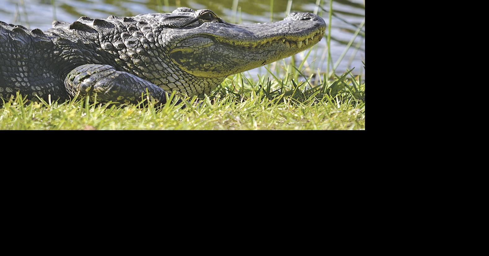 Tips to Safely Co-Exist with Alligators | Environment ...