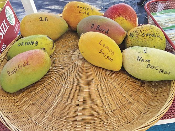 It's a Sweet Start to Mango Season | | coastalbreezenews.com