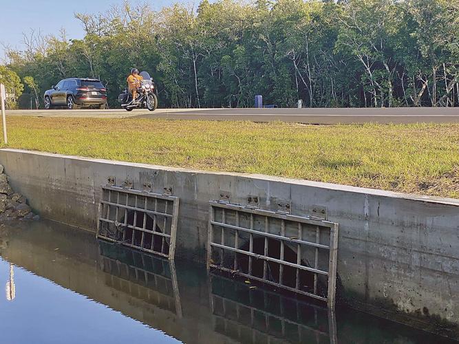 Record $3.3 Million Mangrove Restoration Complete | Environment ...