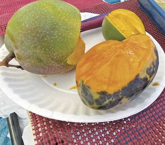 It's a Sweet Start to Mango Season | | coastalbreezenews.com