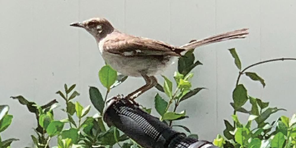 mockingbird eggs hatch time