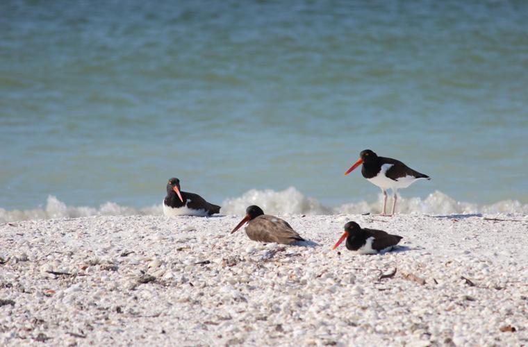 Nesting Sea Turtles and Waterbirds this Fourth of July | Environment ...