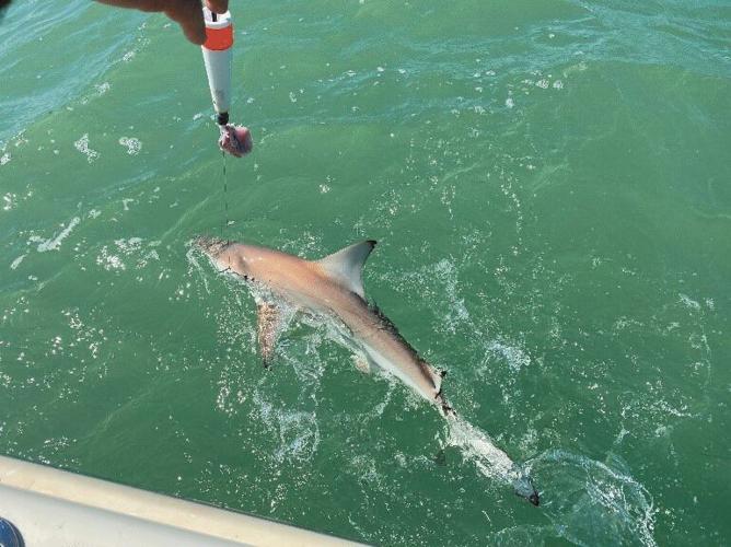 Man Bites Shark Fishing Tournament | Environment | coastalbreezenews.com