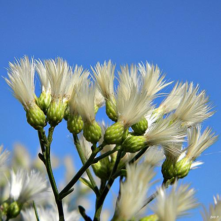 Groundsel bush — Beauty thrives in salt | Lifestyle | coastalpoint.com
