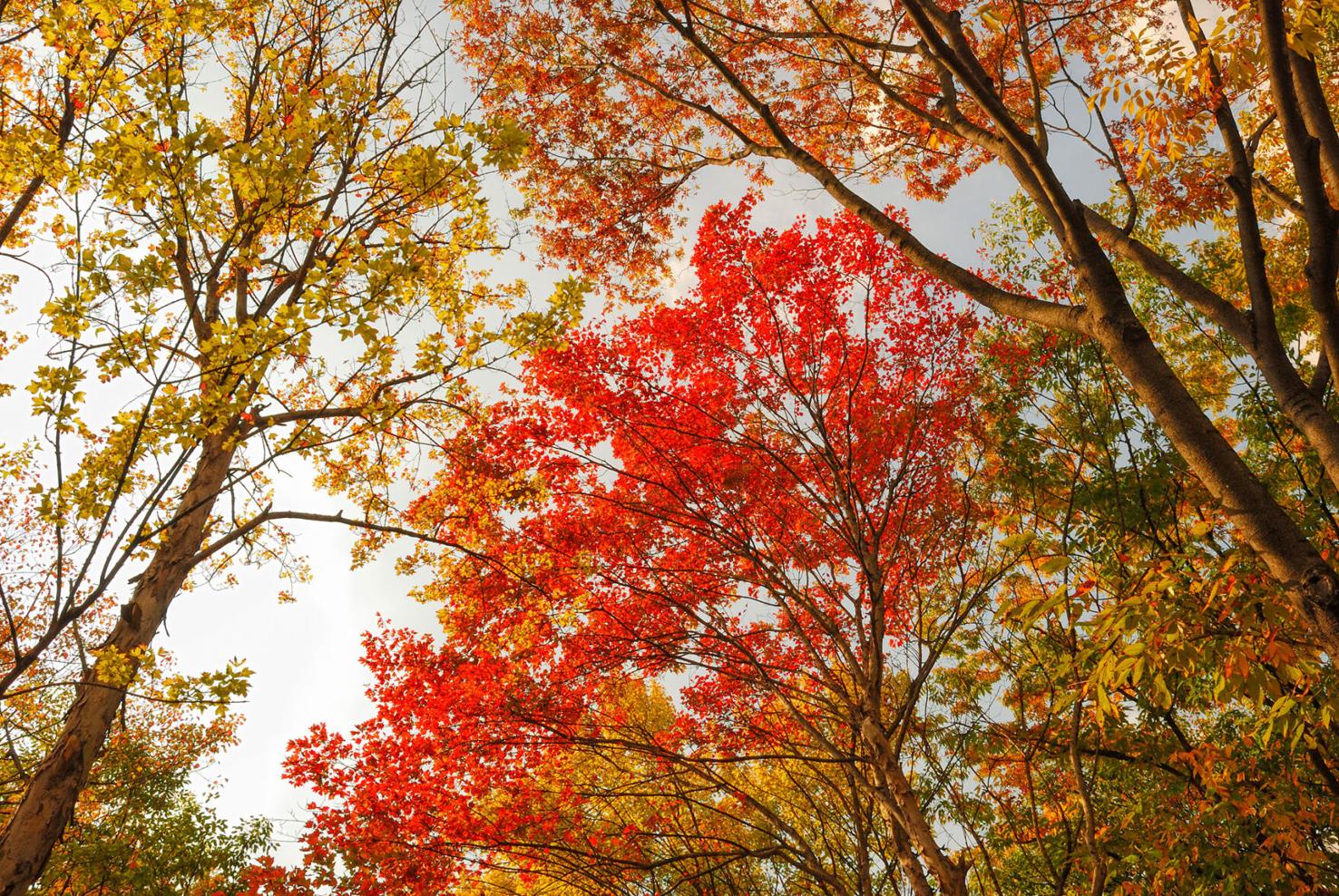 Black gum: A tree for all seasons, but especially the fall | Lifestyle ...