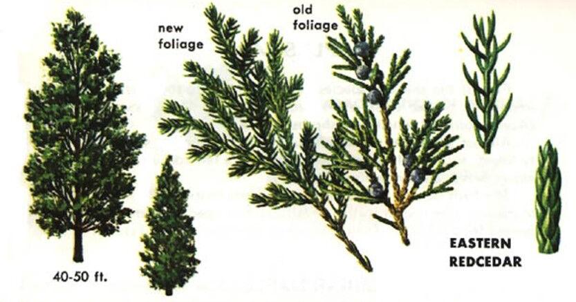 Eastern red cedar — not a cedar at all | Lifestyle | coastalpoint.com