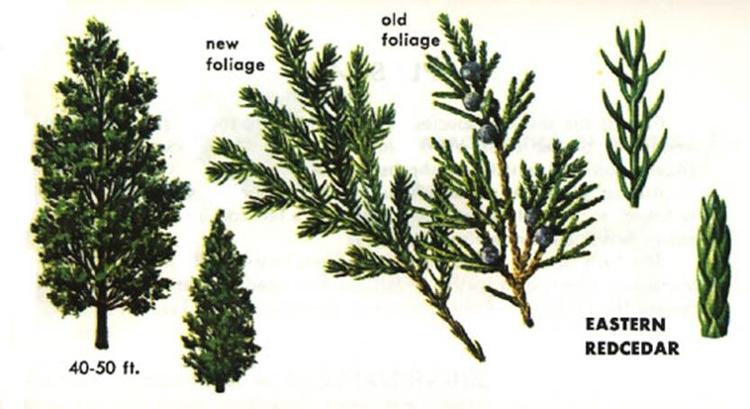 Eastern red cedar — not a cedar at all | Lifestyle | coastalpoint.com